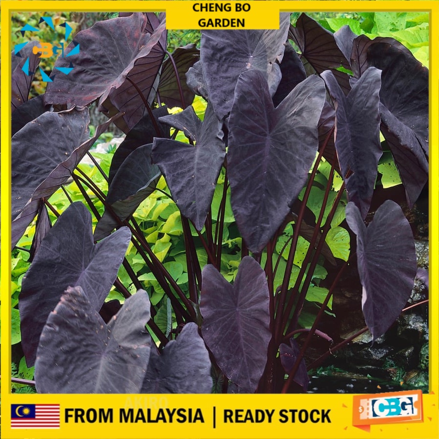 Anak Pokok Keladi Daun Hitam Caladium Black Magic Pokok Keladi Hiasan ...