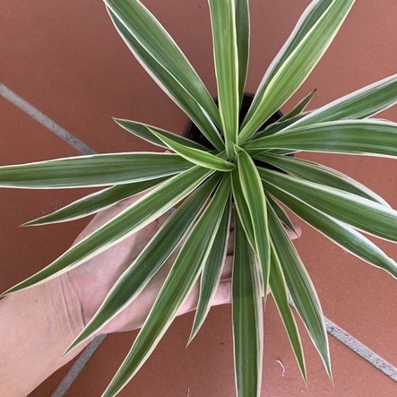 GREENPokok Spider Plant Pokok Lidah Ayam Labah Labah Murah 蛛形吊兰 ...