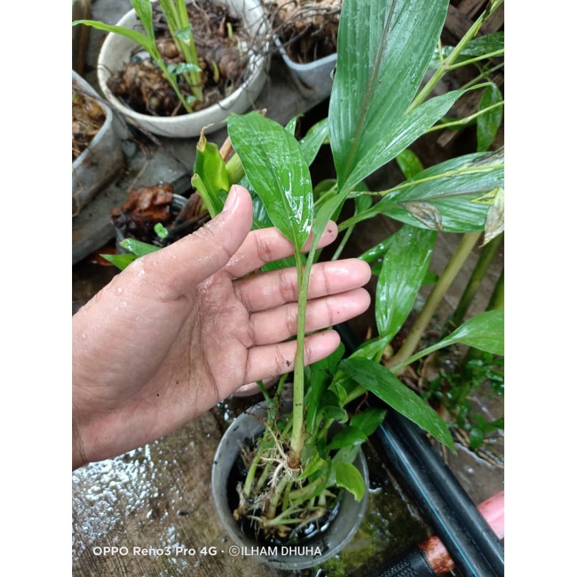 ANAK POKOK TEMU LAWAK / TEMU LAWAK / BENIH TEMU LAWAK | Shopee Malaysia