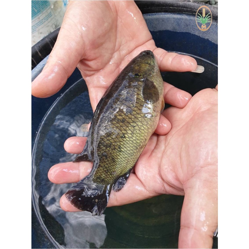 FISH - Ikan Puyu ( tidak dibekukan ) 鲈鱼 1pc 250g - 350g | Freshwater ...