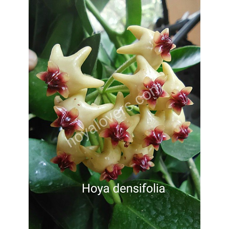 Hoya densifolia #real plant | Shopee Malaysia