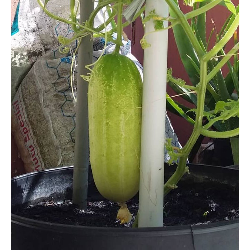 5 pcs benih timun baby small cucumber seed benih sayur murah vege seed ...