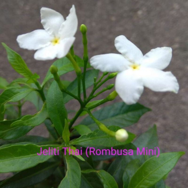 Pokok Bunga Jeliti Thailand (Rombusa Mini) | Shopee Malaysia