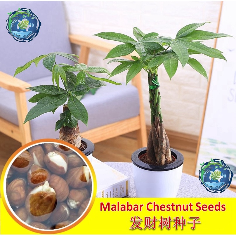 【Ready Stock\现货】Melabar Chestnut @ Fortune Tree Seeds 发财树种子 | Shopee ...