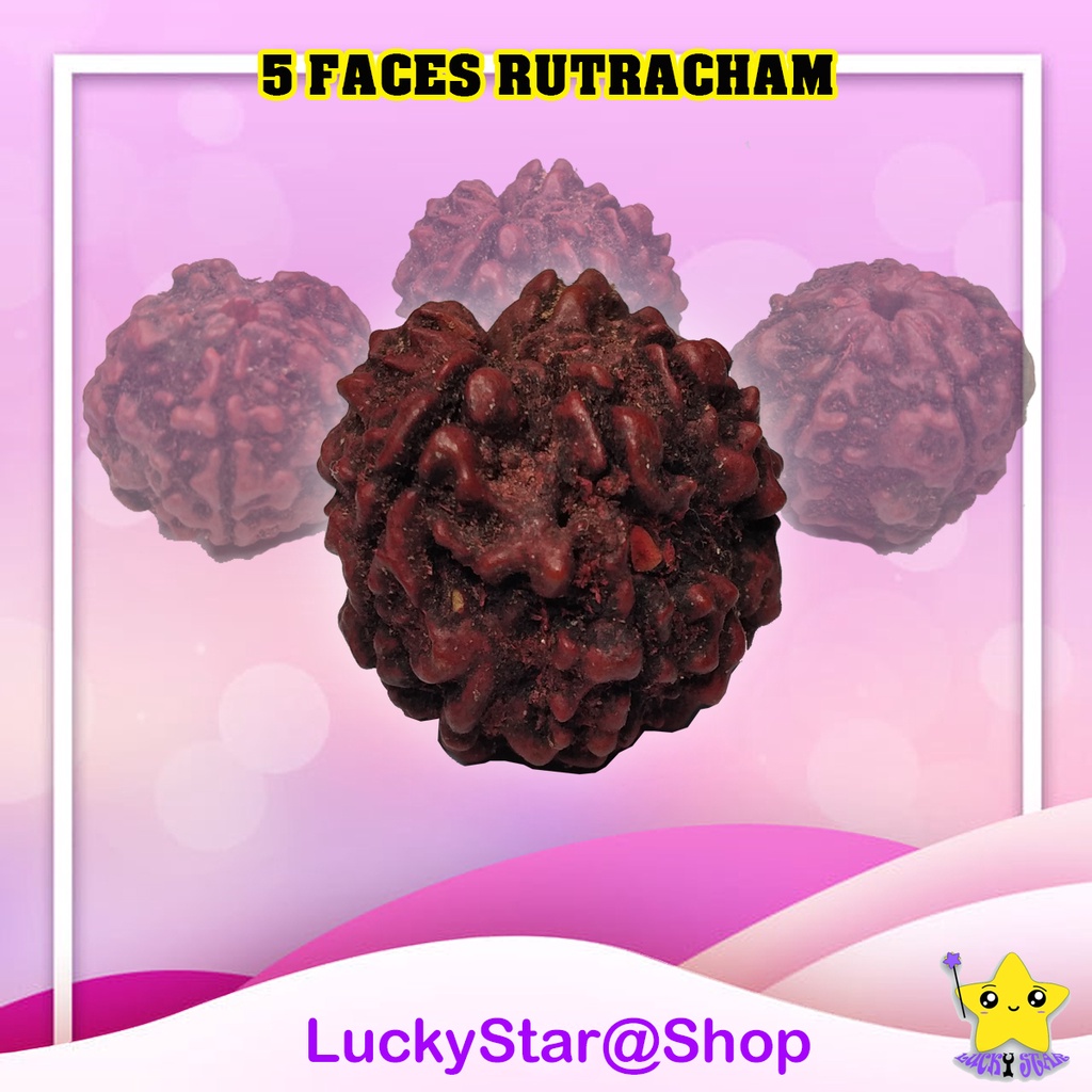 Original Rudraksha 5 Mukhi ( 5 Faces/ 5 Mugam) Rutratcham 1 PCS ...