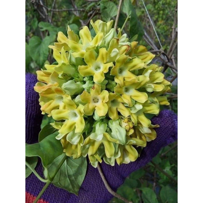 Pokok Bunga Tongkeng jumbo bunga besar kampung wangi kululut herba ...