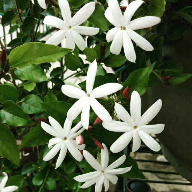 Pokok bunga angel wing(wangi) | Shopee Malaysia