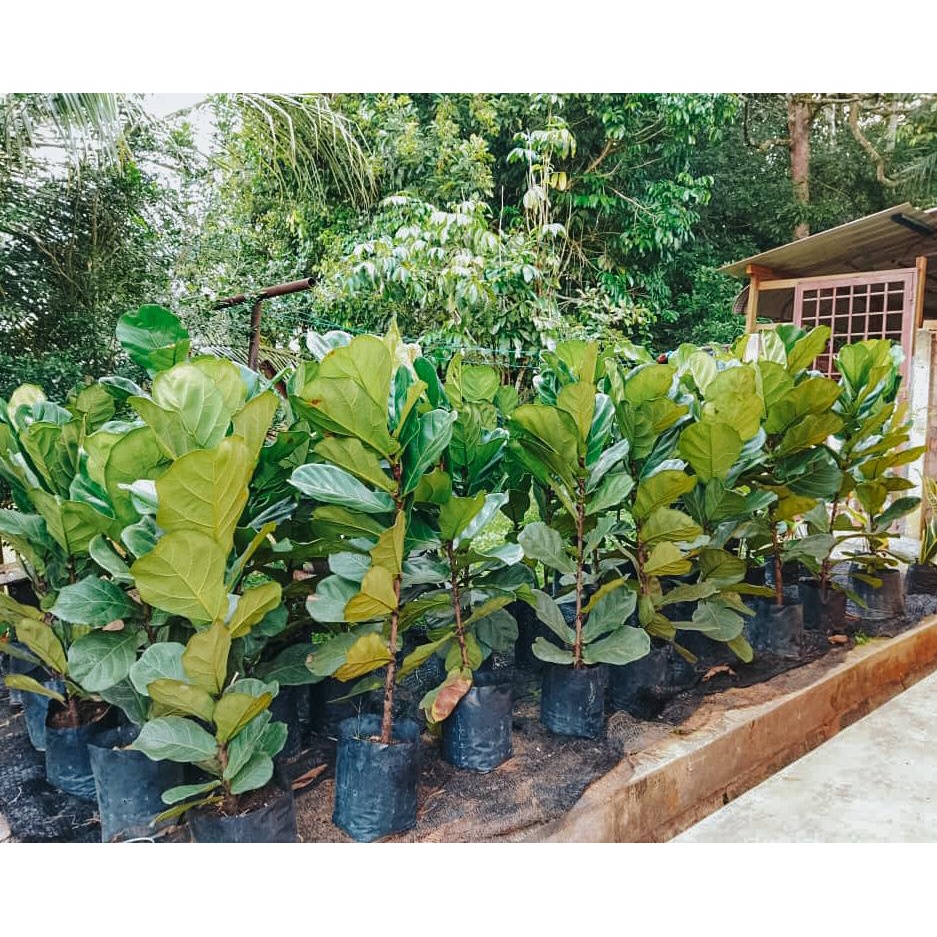 6.6 salesREADY STOCK Pokok Hidup Fiddle Fig (Ficus Iyrata) Dalam ...