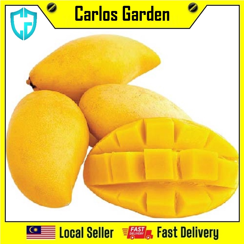 Anak Pokok Kuini Anak Pokok Mangga Quini Manis Senang Berbuah Pokok ...