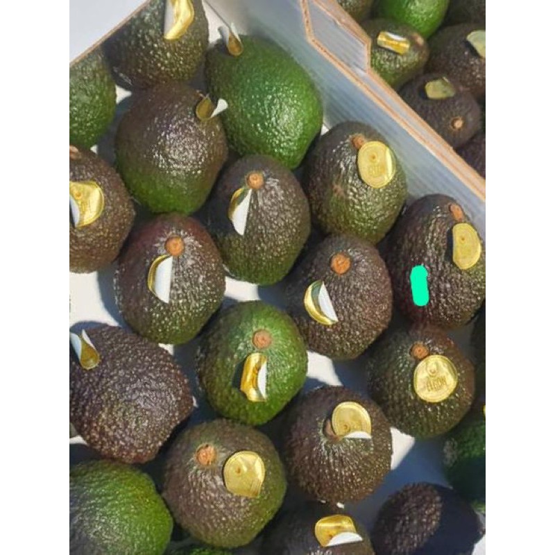 Mt Elgon Avocado (HASS) | Shopee Malaysia