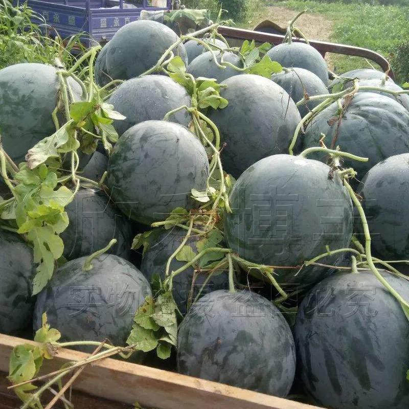 Biji Benih Tembikai Kulit Hitam ( 10 Seeds) / 黑皮西瓜籽 / Black Watermelon ...
