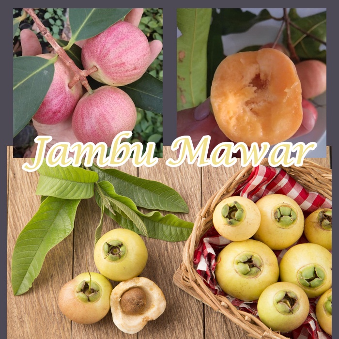 Anak Pokok Jambu Mawar Kuning / Pink ( Rose Apple / Malabar ) | Shopee ...