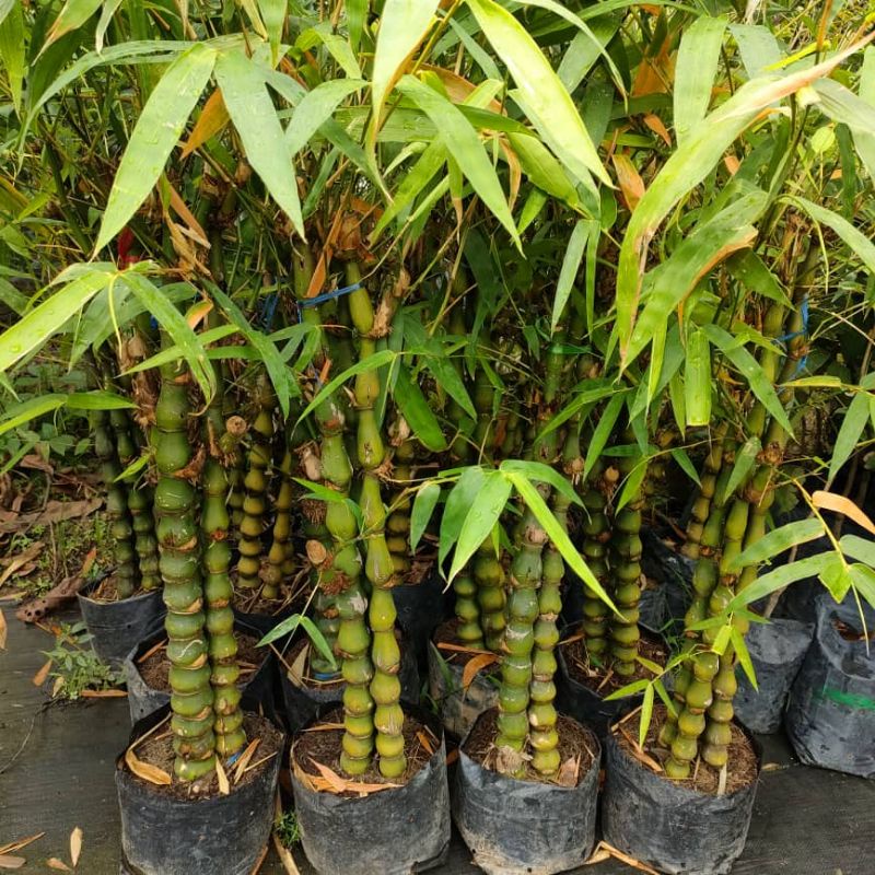 2 Pokok Buluh Bambusa ventricosa(buluh geting)Pokok hiasan,Out Door ...
