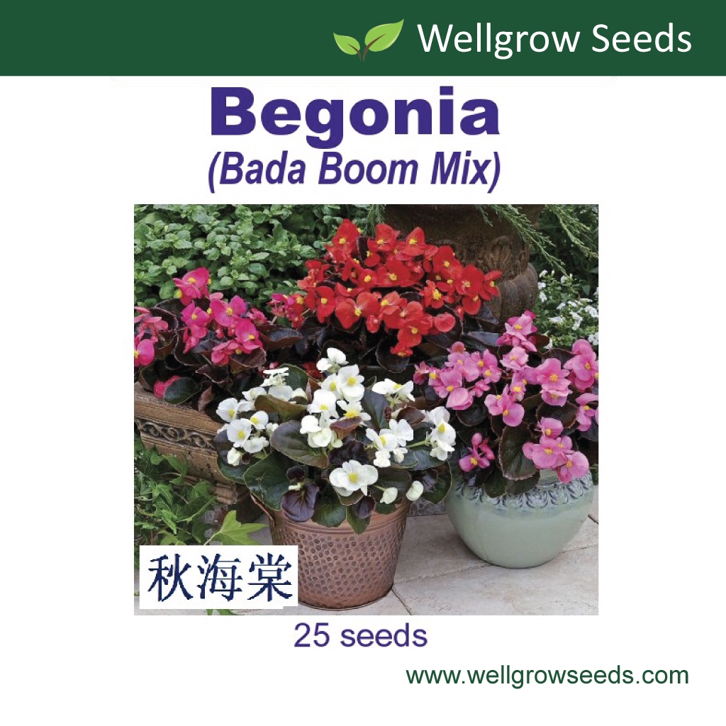 Begonia Bada Boom Mix Seeds (25 sds) 秋海棠 Annual Bronze Leaf Flower ...
