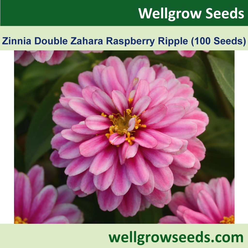 Zinnia Zahara Double Raspberry Ripple (100sds) Flower Seeds Wellgrow ...