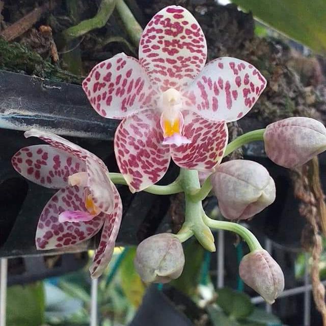 Phalaenopsis gigantea. Saiz pasu 1 inch. phalaenopsis david lim ...