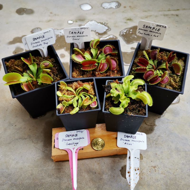 Venus Flytrap II 捕蠅草 II ( Dionaea muscipula Alien Coquillage Draco ...