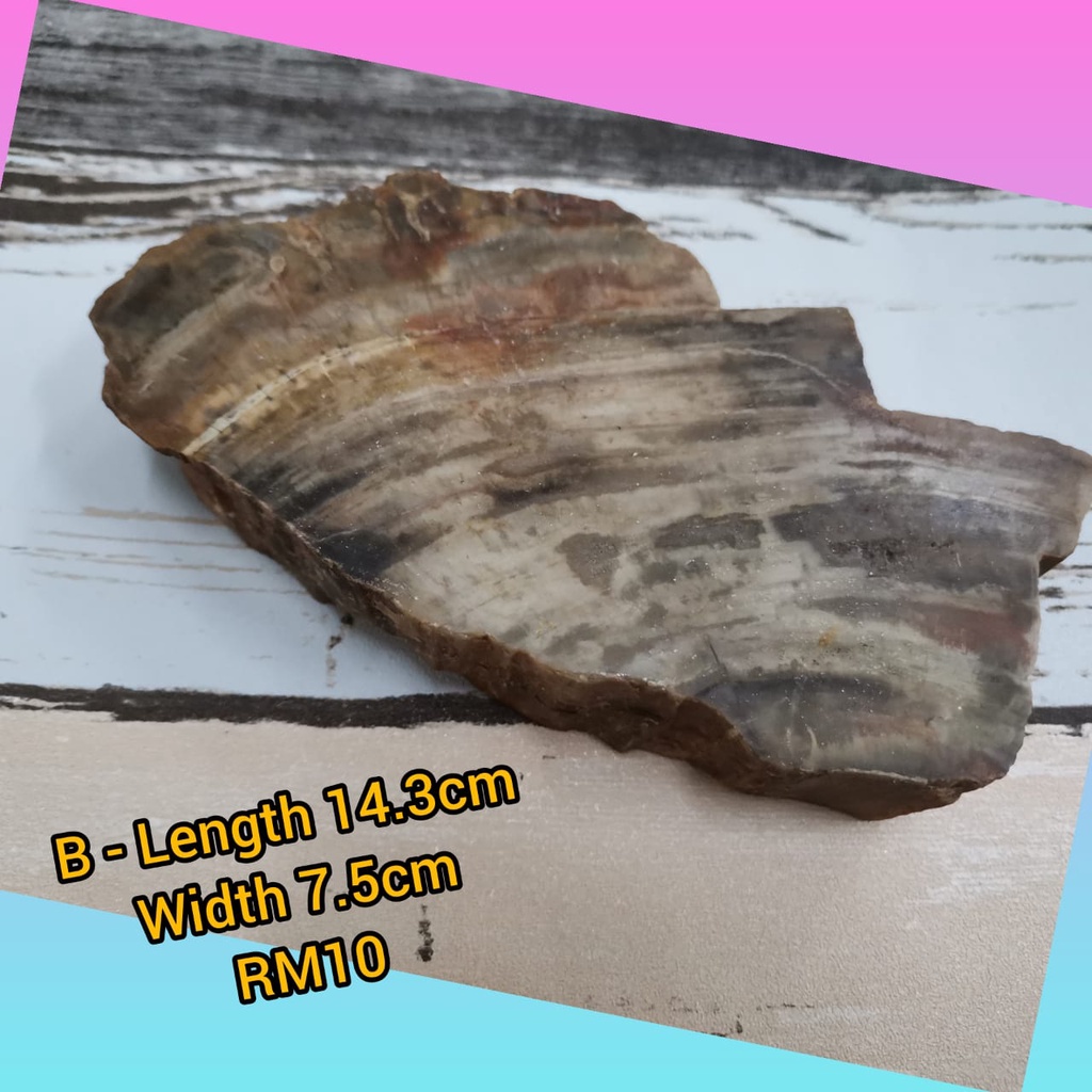 Unik untuk Set makan Natural Petrified Wood Deco Dining Coaster Alas ...
