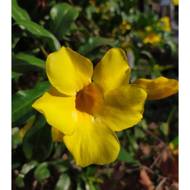 POKOK BUNGA LOCENG | Alamanda | Allamanda Cathartica | Shopee Malaysia