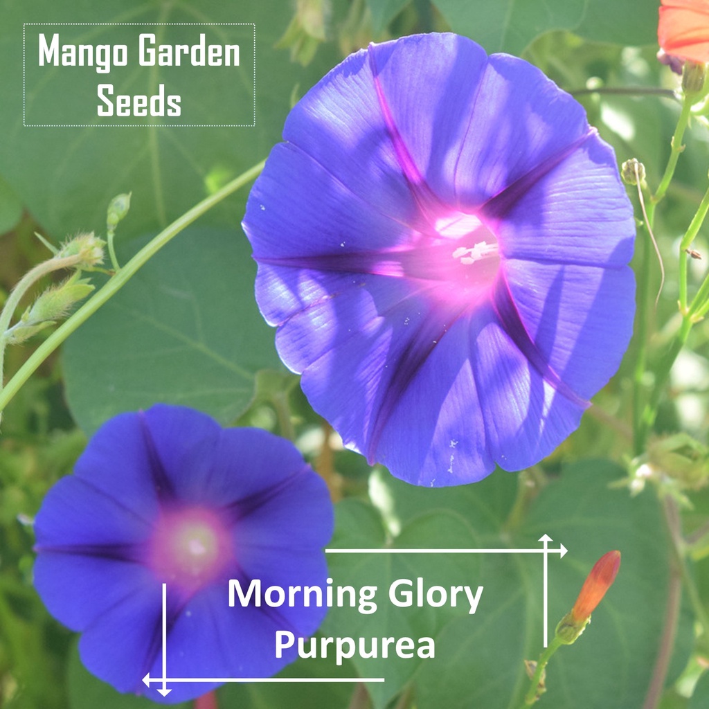 Purpurea Morning Glory Seeds - 20 Seed *Pot Friendly Tanam Pasu, Bunga ...
