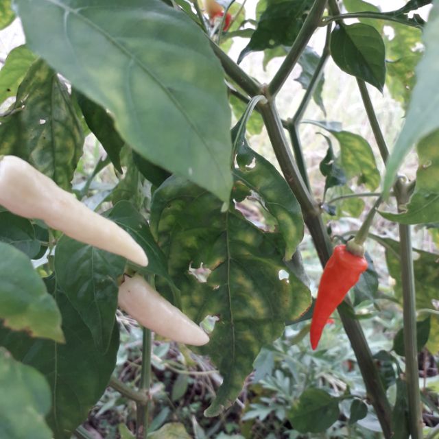 Anak Pokok Cili ( Putih ) | Shopee Malaysia