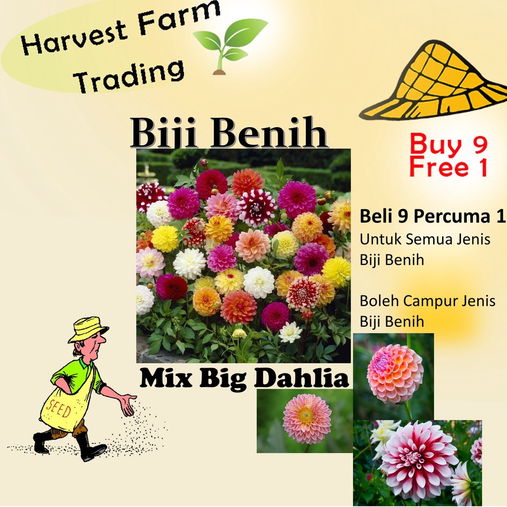 80Pcs +- Benih Bunga Dahlia Besar Mix Colours Flower/混色大丽花籽 Biji Benih ...