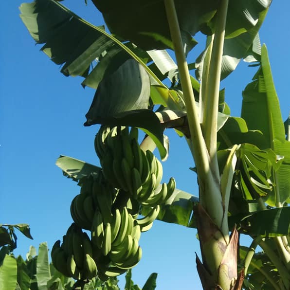 BAJA POKOK PISANG UNTUK SUBUR BUAH DAN BERATKAN TANDAN PACK 1KG ...