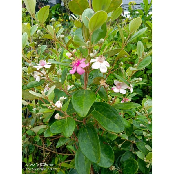 pokok kemunting/rhodomyrtus tomentosa tree | Shopee Malaysia