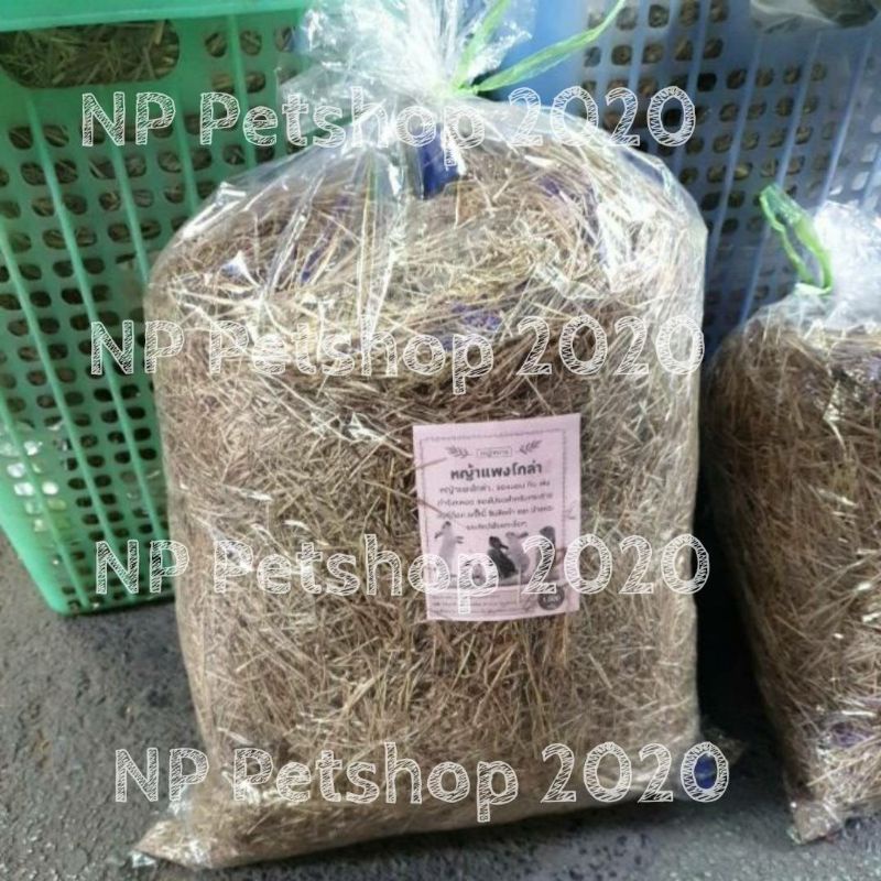 Pangola Grass For Pets (Size 1000 g.) | Shopee Malaysia