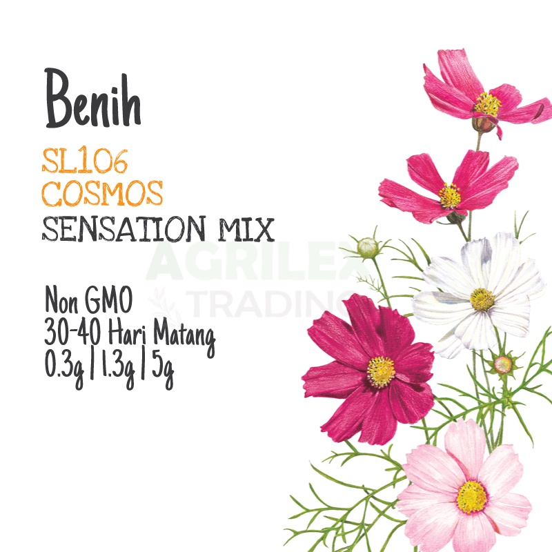 BENIH Bunga Cosmos | Sensation Mix | Shopee Malaysia