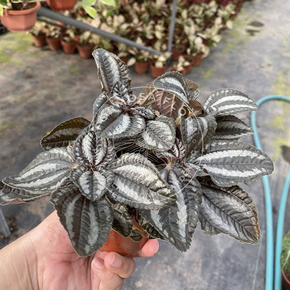 Formosa - Peperomia Pilea Spruceana 冷水花 indoor plant/real plant ...