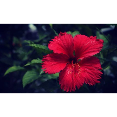bunga raya merah terang | Shopee Malaysia