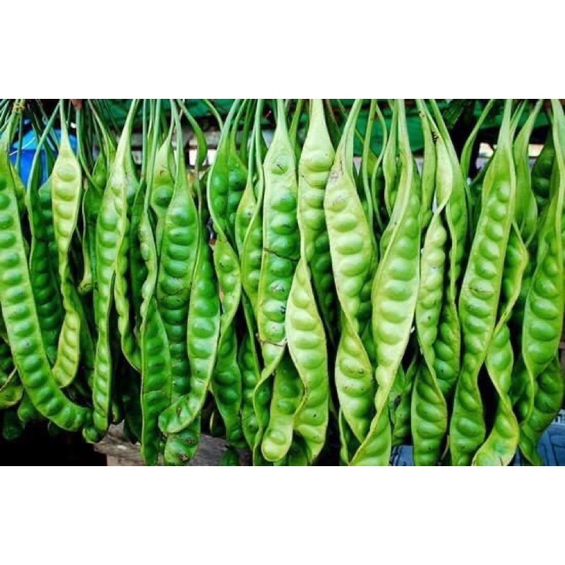 PETAI SEGAR ( 3 PAPAN RM13.90) | Shopee Malaysia