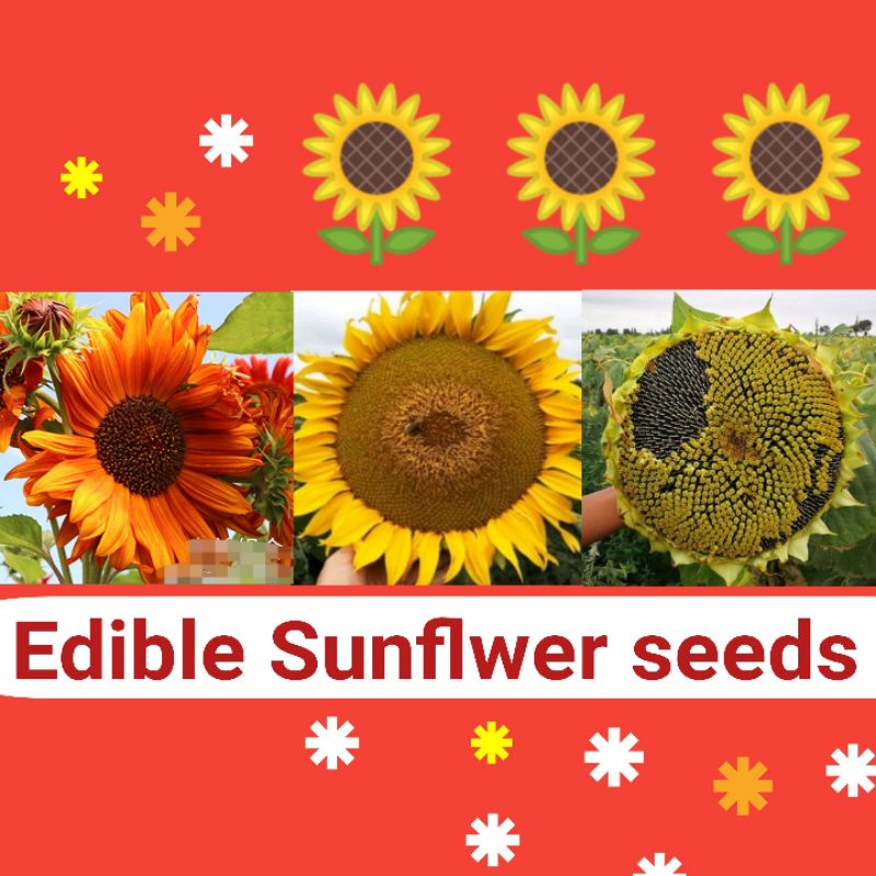 Benih Bunga Matahari Besar / Edible Sunflower Seeds / High-(120-180cm ...