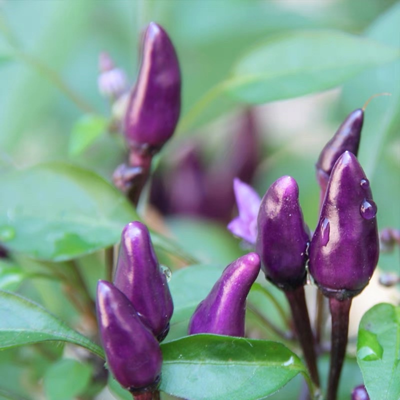 Biji Benih Cili Ungu / Purple Chilli Seeds / Chili Seed 紫晶小米椒 | Shopee ...