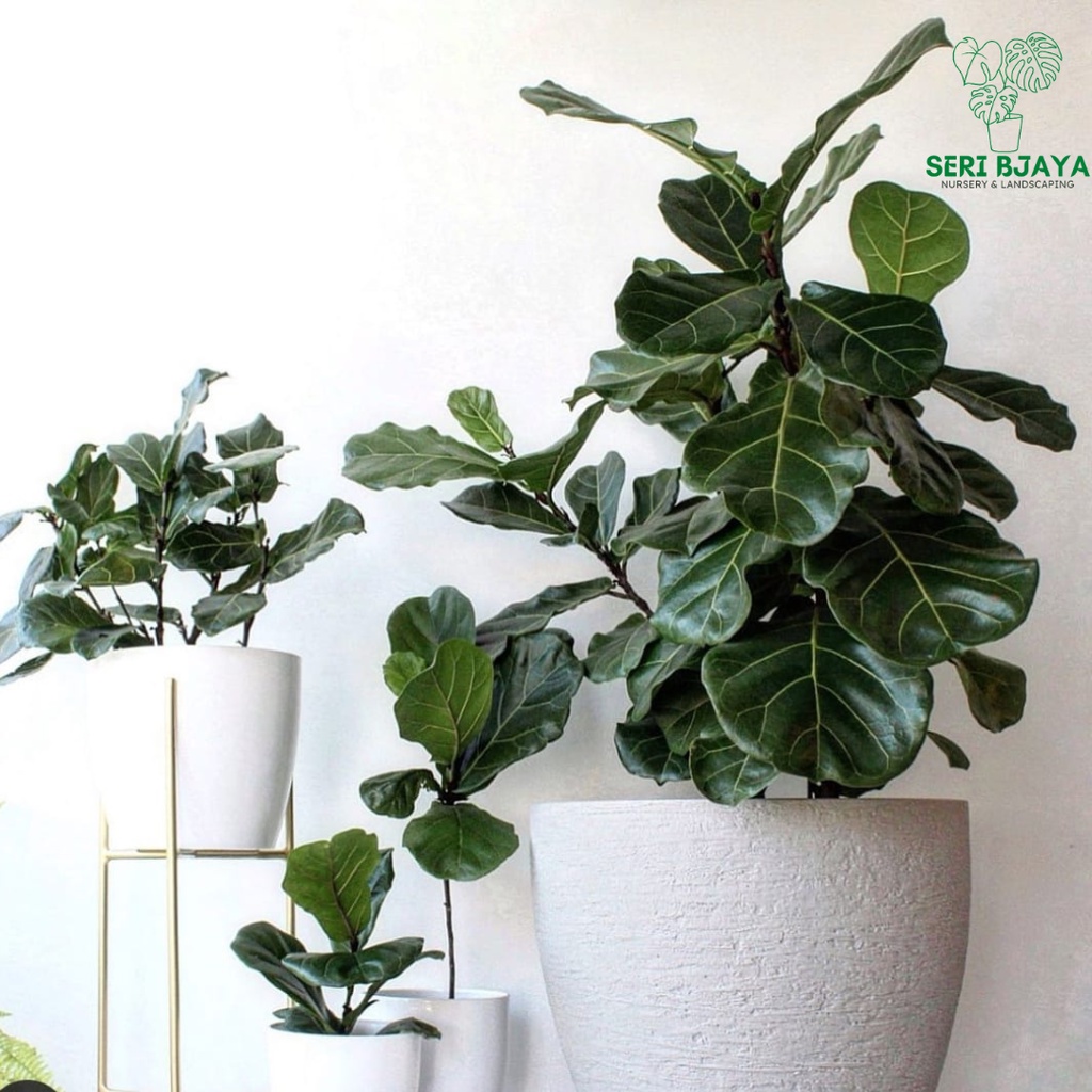 Ficus Lyrata Bambino 1-3 Stem (Fiddle-Leaf Fig) 琴叶榕Pokok Ketapang ...