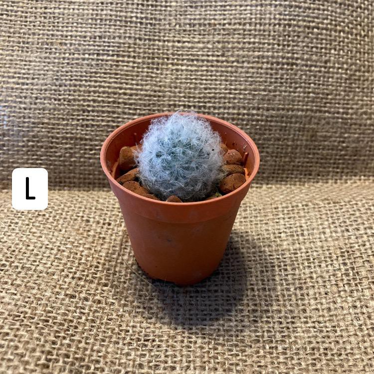 REAL LIFE CACTUS SUCCULENT 🌵 (BOLEH PILIH) POKOK HIDUP CACTI KAKTUS ...
