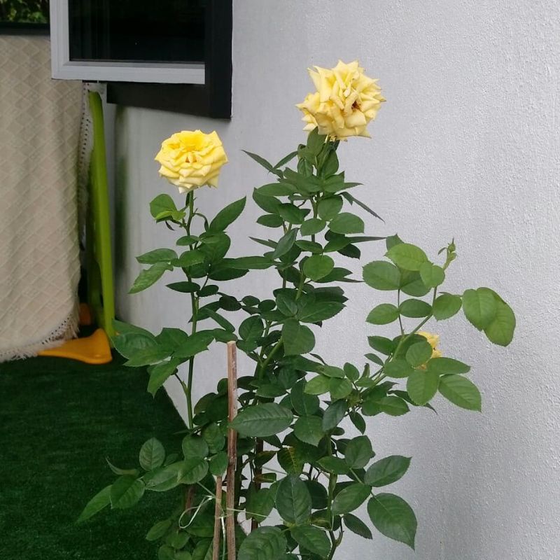 POKOK BUNGA ROSE MAWAR THAILAND | Shopee Malaysia