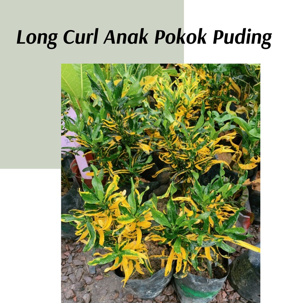(Real Plant) Long Curl Anak Pokok Puding pokok hidup hiasan live ...