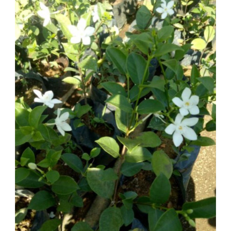Yuthika Jasmine Shrub | Shopee Malaysia