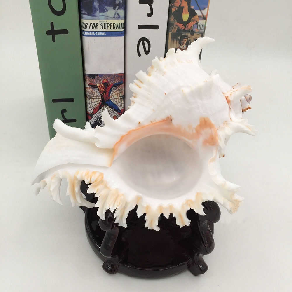 1pc New Large Queen Nautical Shells Conch Natural Seashell Beach Home ...