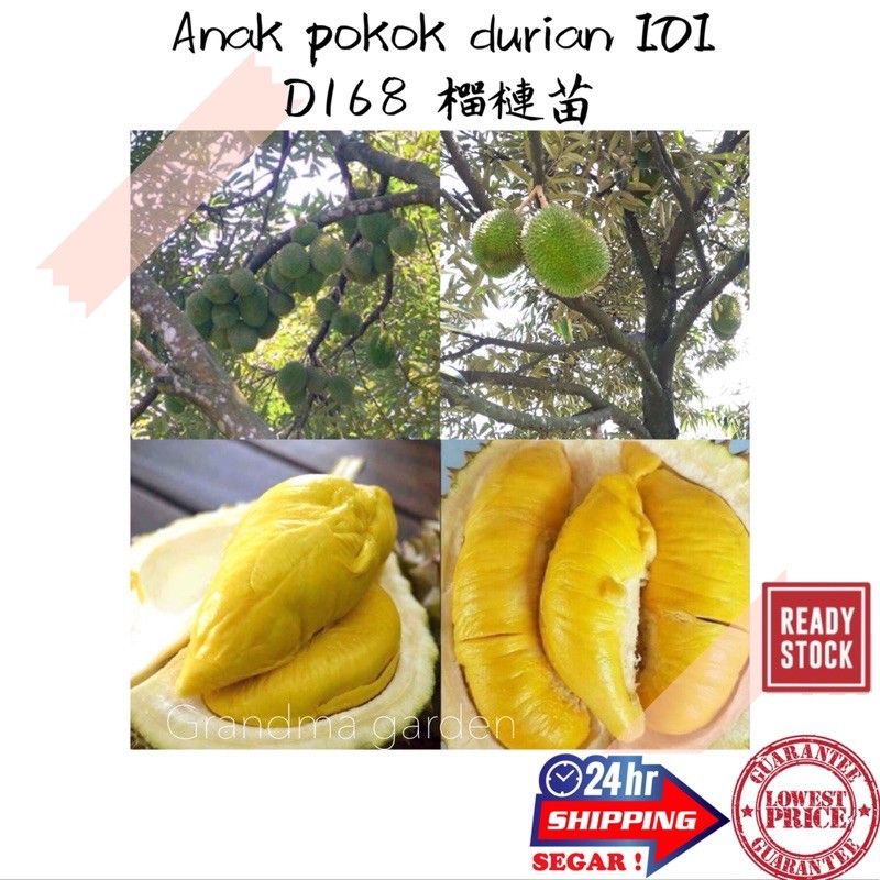 anak Pokok durian IOI @D168 榴槤苗 hybrid premium quality cpt berbuah ...