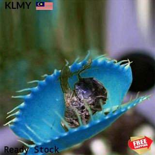 Venus Bonsai Potted Insect Trap 100Pcs 1 Pack Blue Flytrap Seeds ...