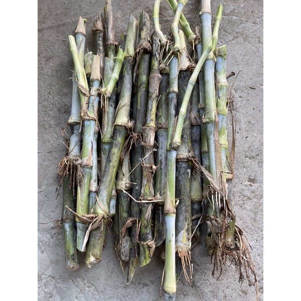 Tunas/Batang Rumput Napier Pakchong (1kg) | Shopee Malaysia