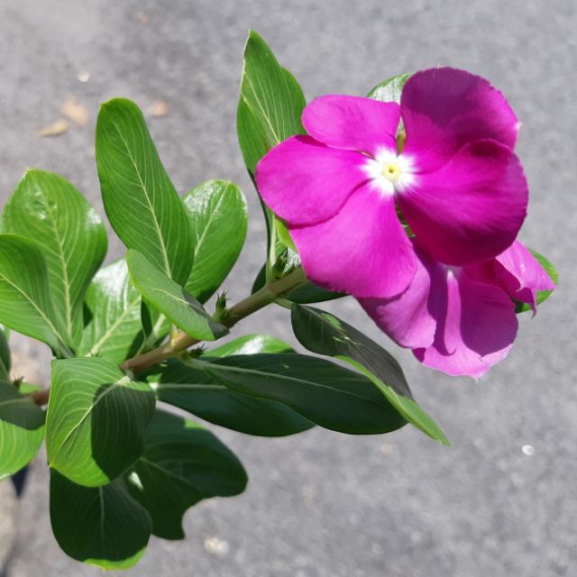 Rosy/Madagascar Periwinkle seeds dark pink variety, (Catharanthus ...