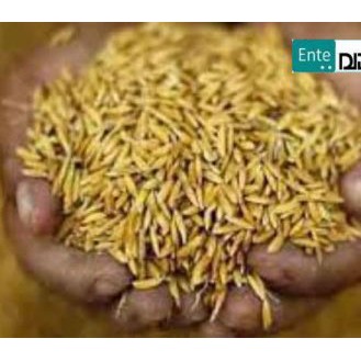 Nellu For Pooja / Prayers 1 kg | Shopee Malaysia