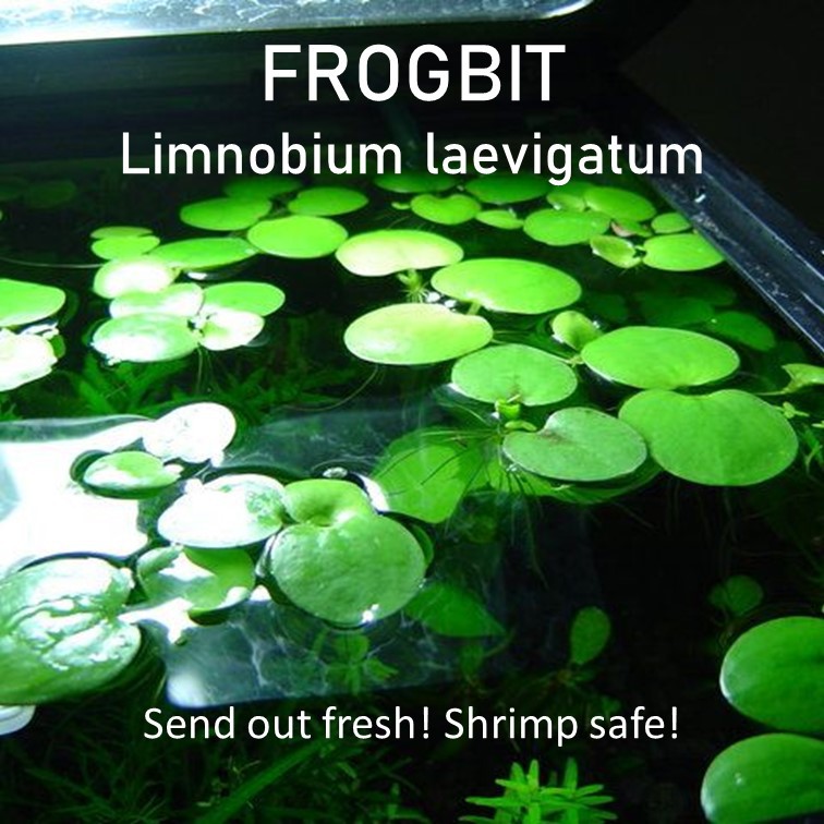 AMAZON FROGBIT / FLOATING PLANT - water plant @ kiambang 5pcs | Shopee ...