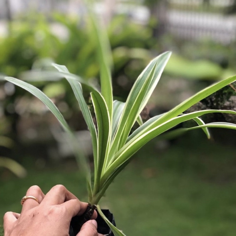 Anak pokok Spider plant Pokok labah-labah | Shopee Malaysia