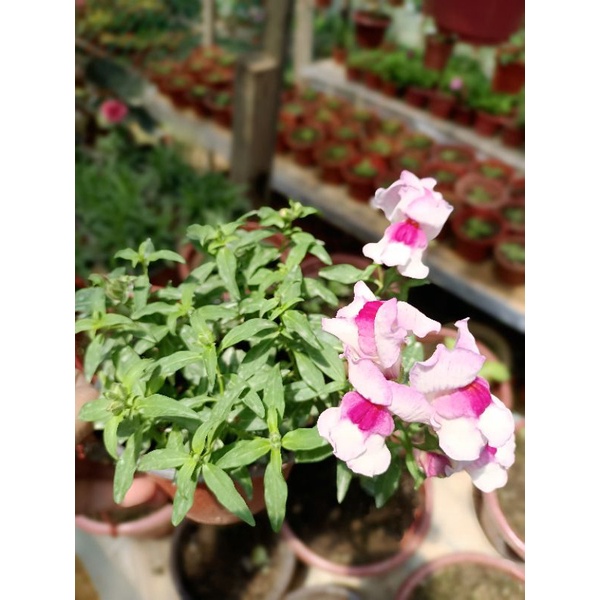 Bunga Snapdragon.... | Shopee Malaysia
