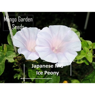 MANGO GARDEN SEEDS, Online Shop | Shopee Malaysia